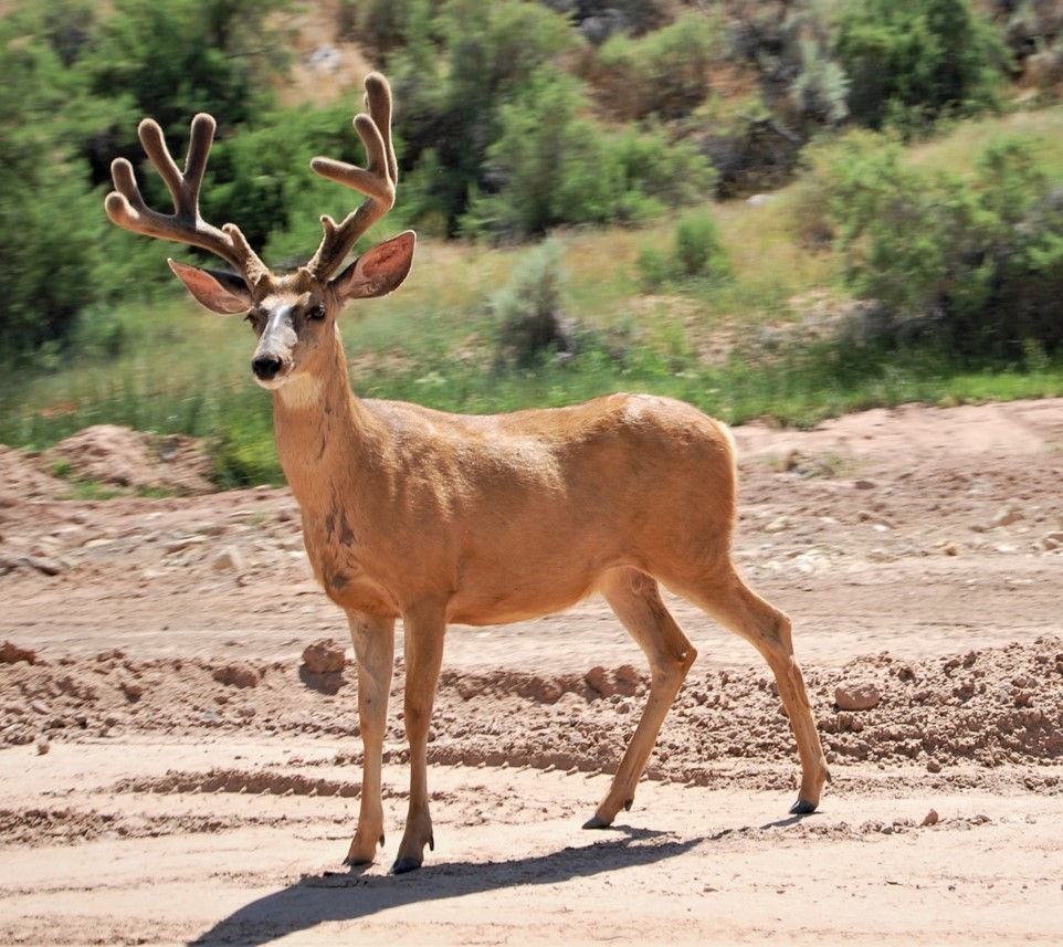 Deer2 | Lincoln and Continental Owner's Club - Western Region