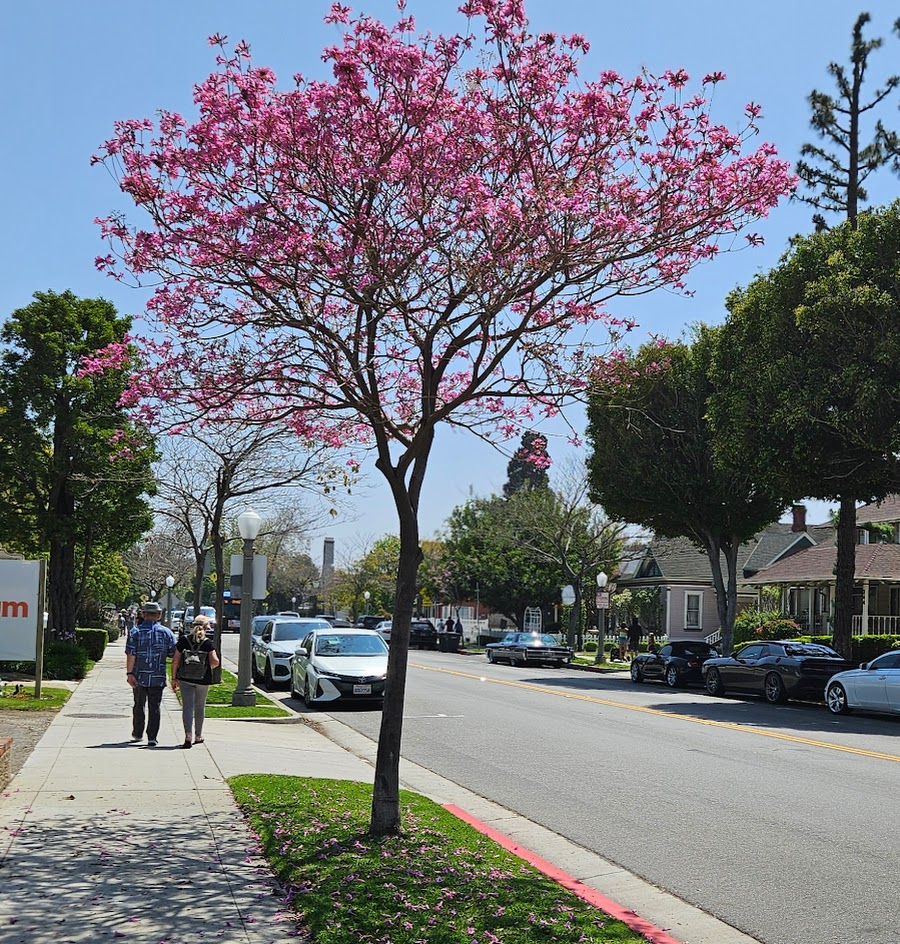 OP Tree | Lincoln and Continental Owner's Club - Western Region
